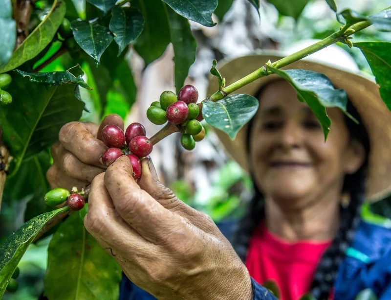 How is coffee harvested? | Caffè Ernani